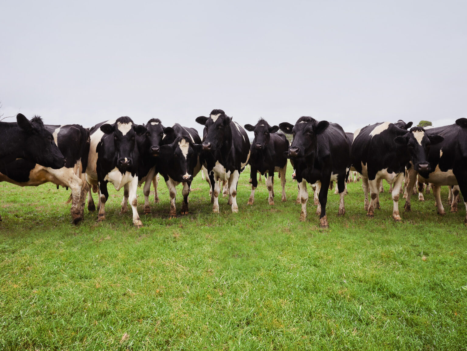 Bringing the best of Australian dairy to the world. - Burra Foods