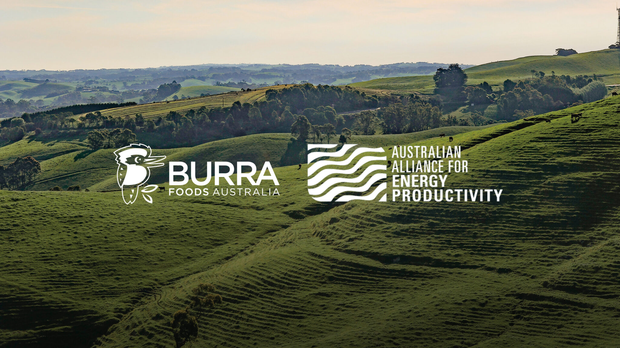 Bringing the best of Australian dairy to the world. - Burra Foods